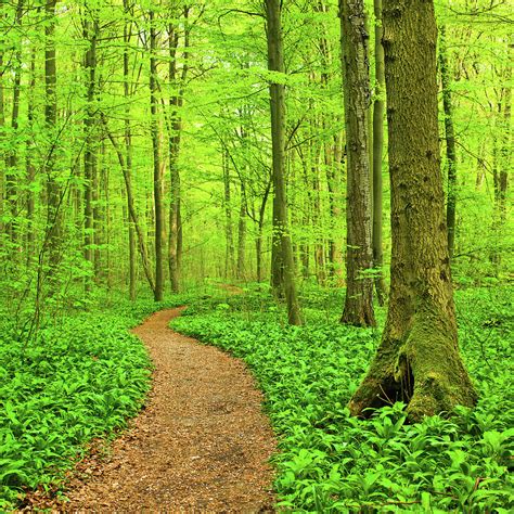 Beech Tree Forest 1 By Nikada
