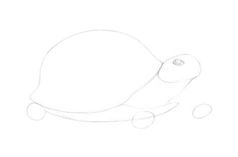 How To Draw A Turtle Envato Tuts