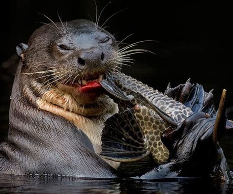 The Revitalization Of Giant Otters In Ecuador A Luxury Travel Blog