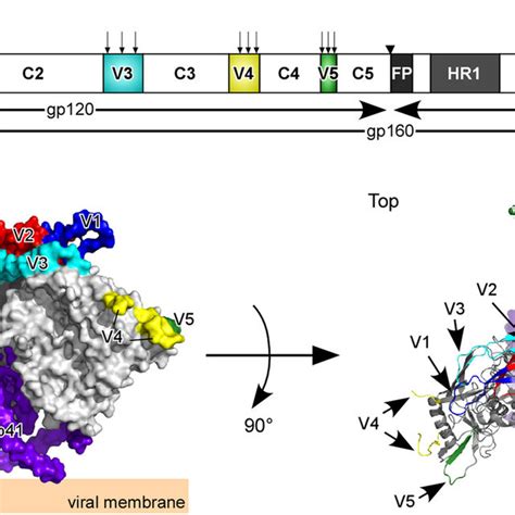 Gfp Opt Env Constructs And A Prefusion Env Structural Model A Download Scientific Diagram