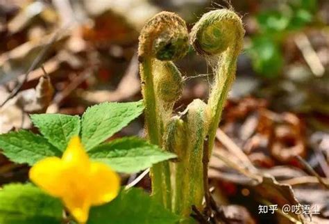 5种能吃的蕨菜多数人只吃过2种认识一下不吃亏 知乎