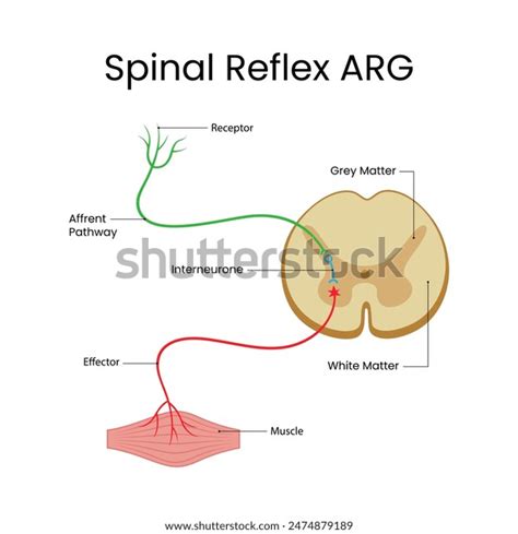 Flexion Reflex Arc