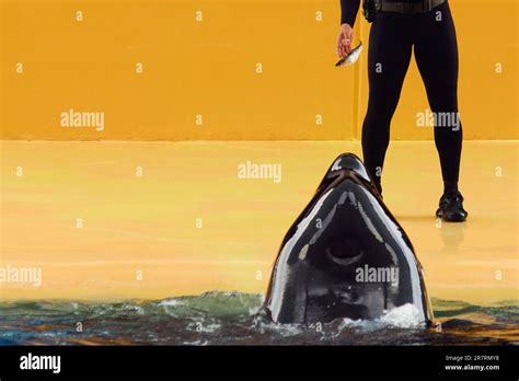 Captive Killer Whale With Its Head Out Of The Water Being Fed A Sardine