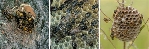 Hornet Vs Wasp Nest Remove Wasp Nests With Help From A Pro Catseye