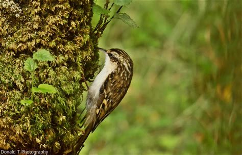 Treecreeper BirdForum