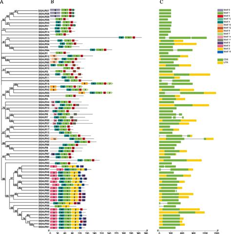 Phylogenetic Relationship Architecture Of Conserved Motifs And