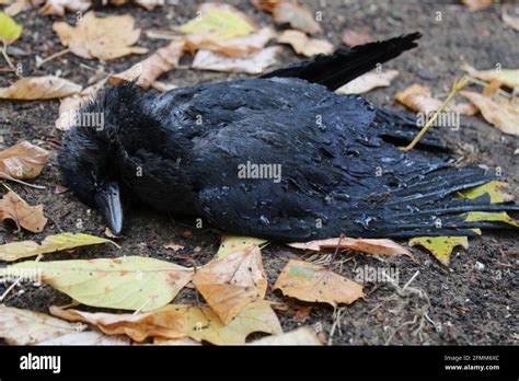 Closeup Of A Dead Crow Lying On The Ground Covered By Autumn Leaves