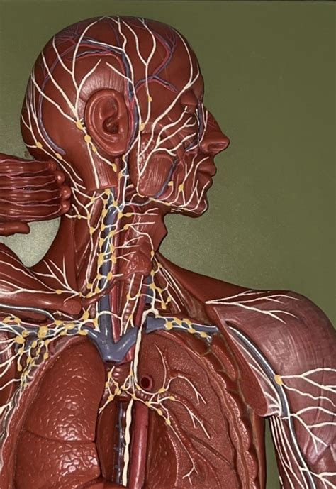 Lab Exam 3 Lymphatic Man Model 2 Diagram Quizlet
