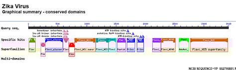 Abnormal Development Zika Virus Embryology