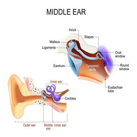 Can You Make Your Ear Roar North Alabama Ent Associates Blog