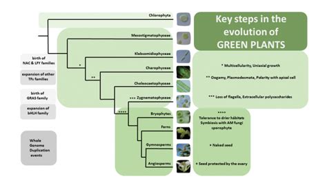 Review Sequencing And Analyzing The Transcriptomes Of A Thousand Plant Species Annu Rev