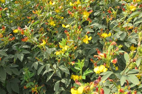 How Do I Download Apsim Apsim