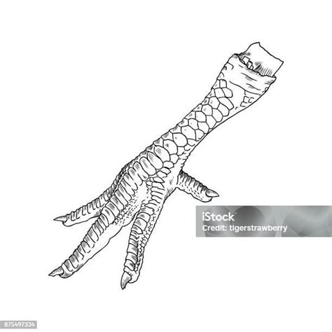 치킨 닭 터키 발 손 그리기 조각 스타일입니다 국내 농장 조류 또는 암 탉 피트 고립 된 백색 배경에 블랙입니다 벡터입니다 갈고리 발톱에 대한 스톡 벡터 아트 및 기타