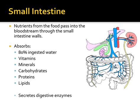 Digestive Sytem Pdf Learn About Digestive System Ppt