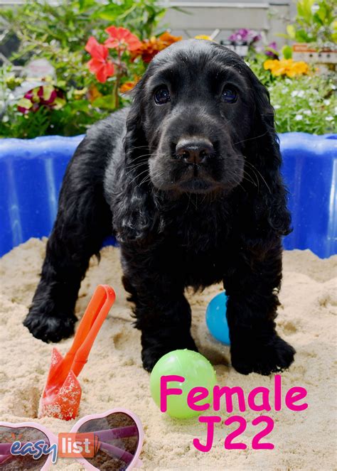 Cocker Spaniel Puppies For Sale