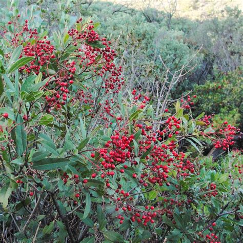 Toyon California Holly Native With Red Winter Berries Heteromeles