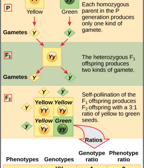 Difference Between Monohybrid Cross And Dihybrid Cross