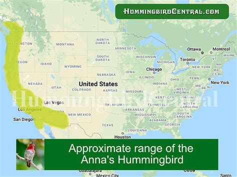 Hummingbird Maps Hummingbird Migration Maps And Hummingbird Breeding Range Maps