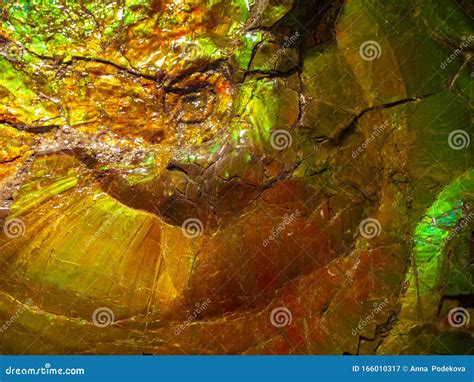 Fossilized Snail Shell Shiny Surface For Background Editorial