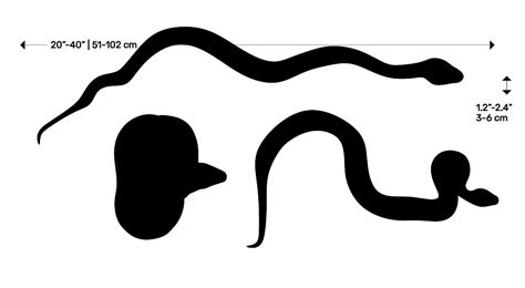 Reticulated Python Malayopython Reticulatus Dimensions And Drawings