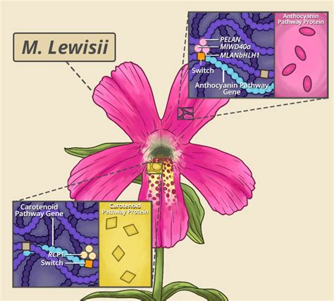 The Genetics Of Flower Color
