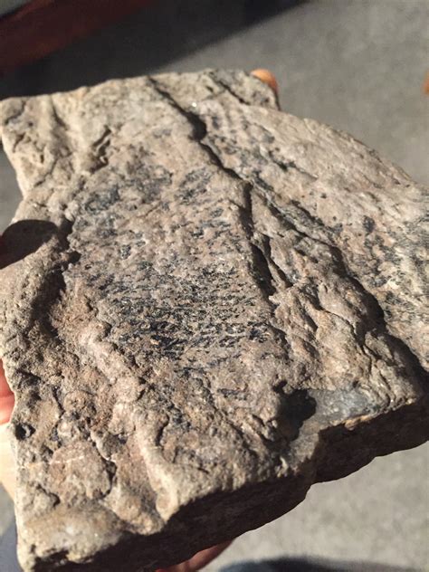 Fossilized Tree Bark Fossil Id The Fossil Forum