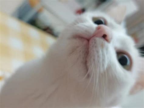猫咪的奇怪行为有哪些？看看你家猫中了几个 知乎