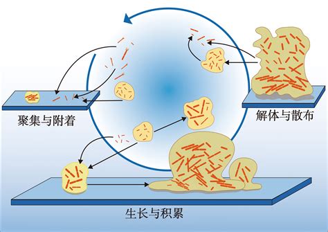 分枝杆菌生物被膜发育调控与抗生素耐药菌防控新措施研发