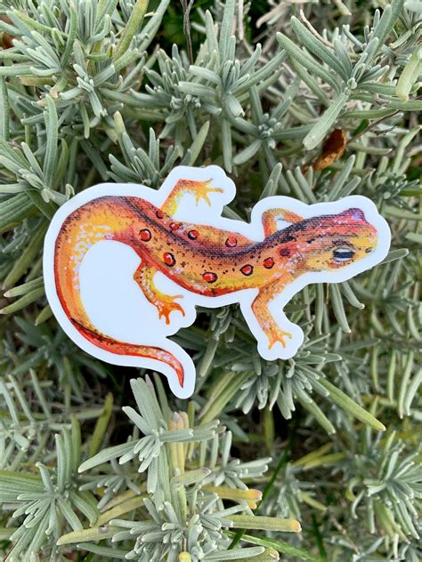Red Eft Vinyl Sticker Willough Designs