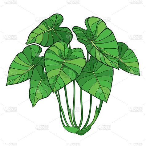 轮廓热带植物芋或象耳或芋头叶束的载体灌木，在绿色孤立在白色背景上。