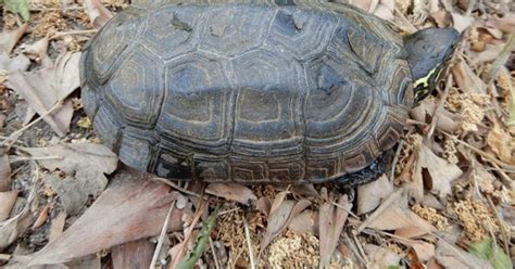 [단독] 생태계교란 외래 거북 득시글한 서울 중랑천서 천연기념물 토종 남생이 발견