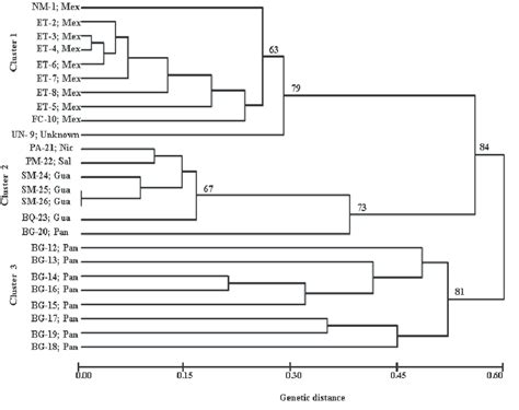 Upgma Tree Based On Nei Genetic Distances Modifi Ed For Dominant