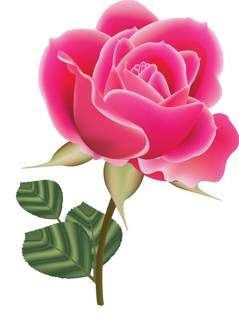 Pink Rose Vector Design Vector Art At Vecteezy