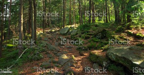 봄 시간 평화로운 대기 소나무 숲 풍경 고원 바위 산 경치 자연 환경 나무 나뭇가지와 단풍을 통해 태양 빛 0명에 대한 스톡
