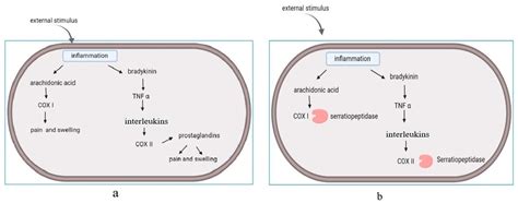 Serratiopeptidase Encyclopedia Mdpi