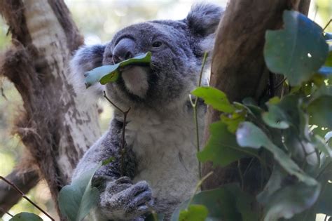Combating Chlamydia In Koalas The Columbian