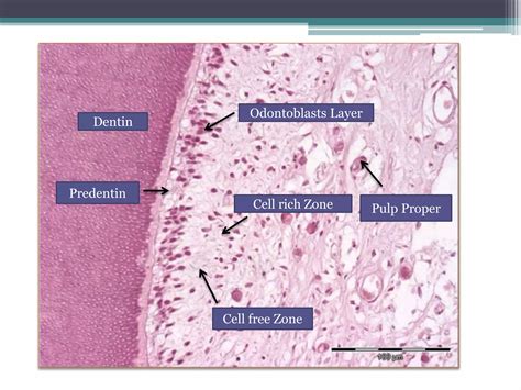 Histology Of Pulp Pptx