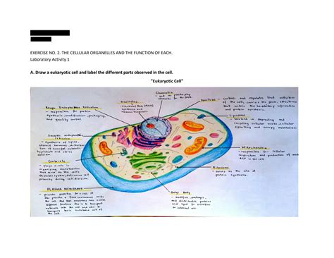 SOLUTION Lab Exercise No Cellular Organelles And The Function Of Each Studypool