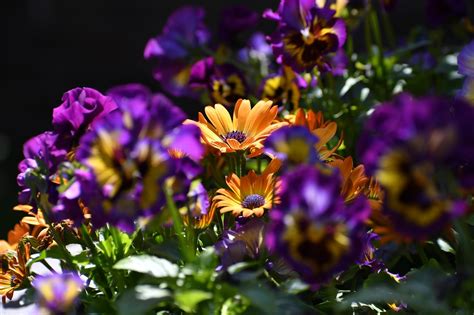 아프리카 데이지 꽃들 정원 Pixabay의 무료 사진 Pixabay