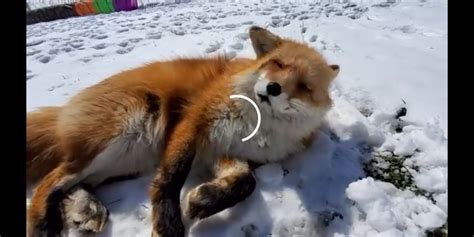 Dixiedofoxexe Has Stopped Working Scrolller