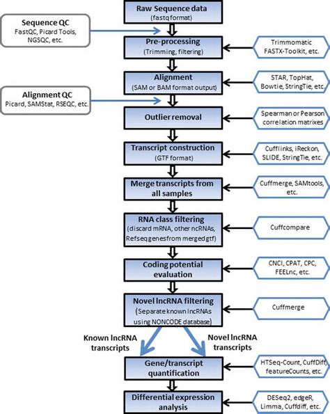 Transcriptome Analysis Of Non‐coding Rnas In Livestock Species