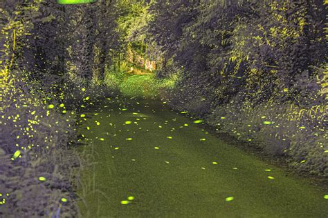 반딧불이 작품갤러리 필포토 Feelphoto