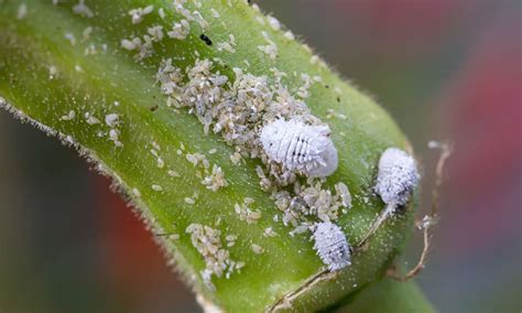 Mealybugs Control Facts Identification And How To Remove