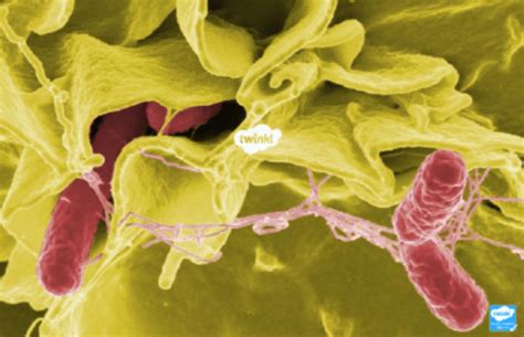 What Are Protists Answered Twinkl Teaching Wiki