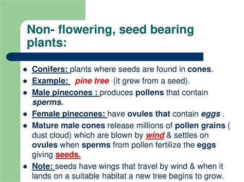 Non Flowering Seed Plants
