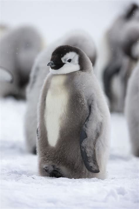 Emperor Penguins Party In Antarctica