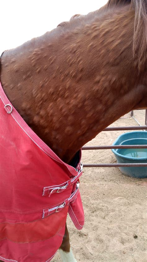 Breaking The Mold To Manage My Horses Allergies Arenus Animal