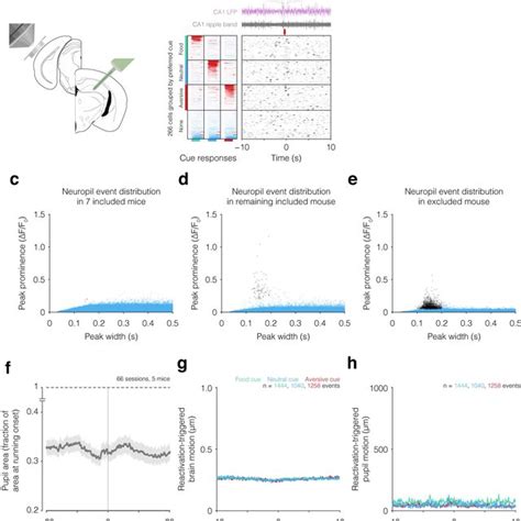 The Classifier Detects Few Reactivation Events Following Randomization