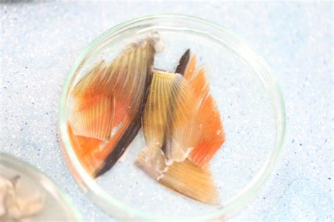 รูปภาพmonogenean เลือกดูภาพถ่ายสต็อก เวกเตอร์ และวิดีโอ98 Adobe Stock รูปภาพmonogenean เลือกดูภาพถ่ายสต็อก เวกเตอร์ และวิดีโอ98 Adobe Stock