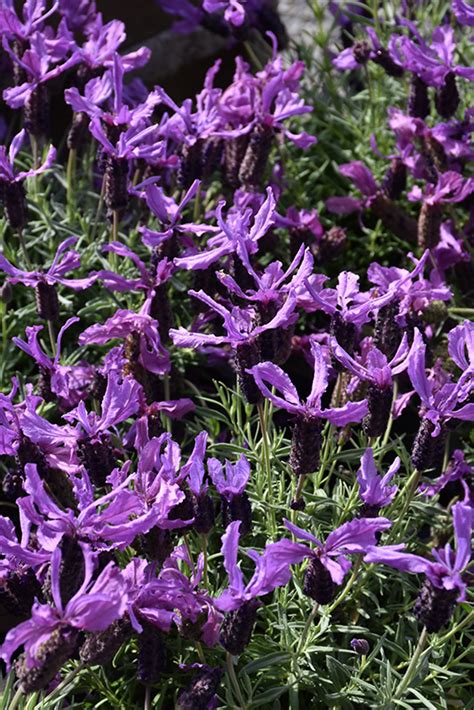 Javelin Forte Deep Purple Lavender Lavandula Stoechas Javelin Forte